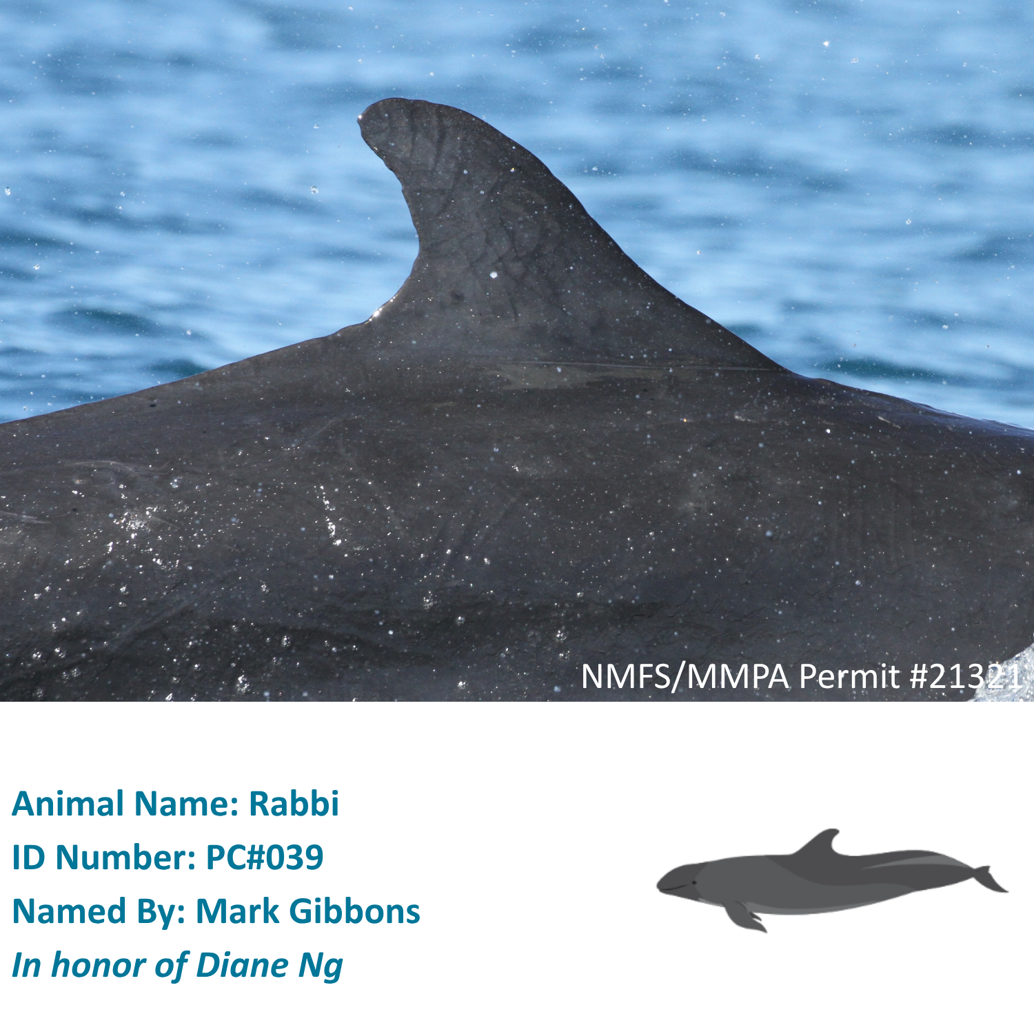 False Killer Whales | Pacific Whale Cruises
