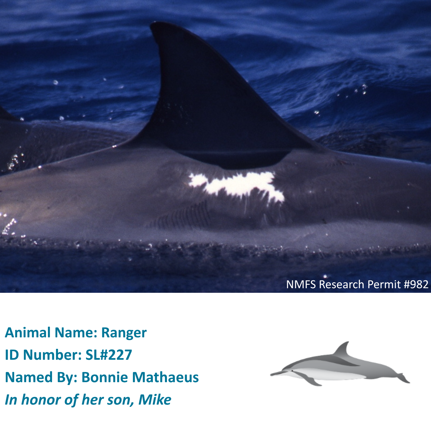 Spinner Dolphins | Pacific Whale Cruises