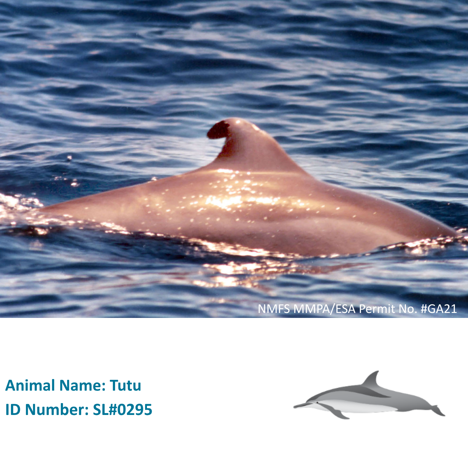 Spinner Dolphins | Pacific Whale Cruises