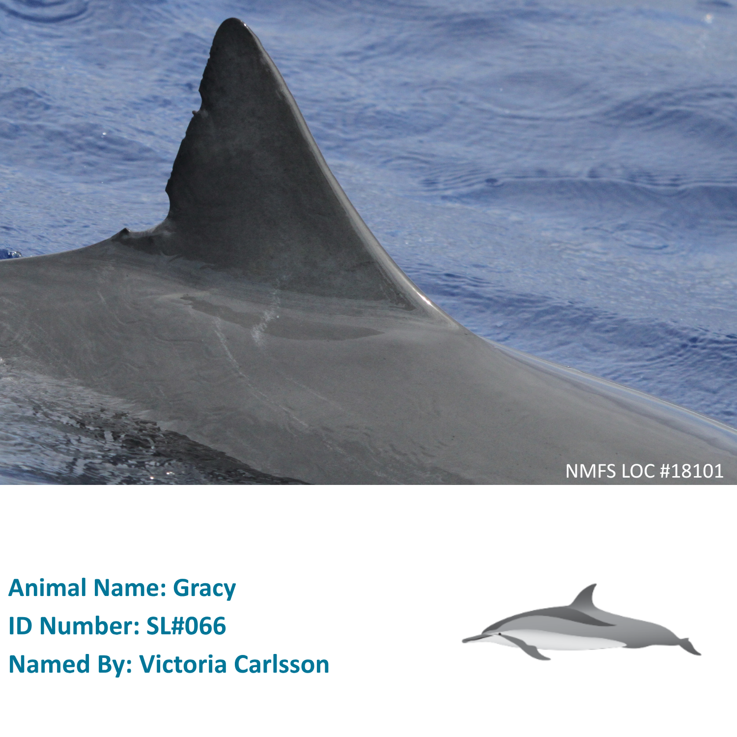 Spinner Dolphins | Pacific Whale Cruises
