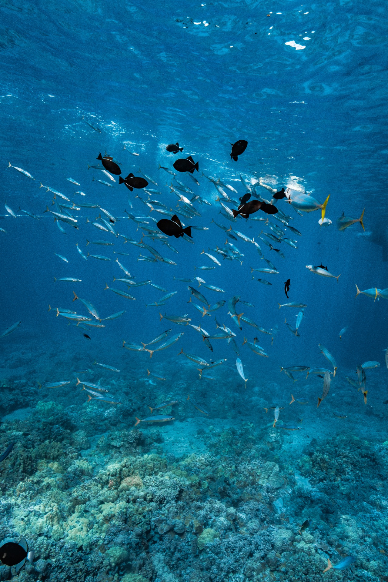 Snorkeling in Maui with PacWhale Eco-Adventures: A Marine Lover’s Dream ...