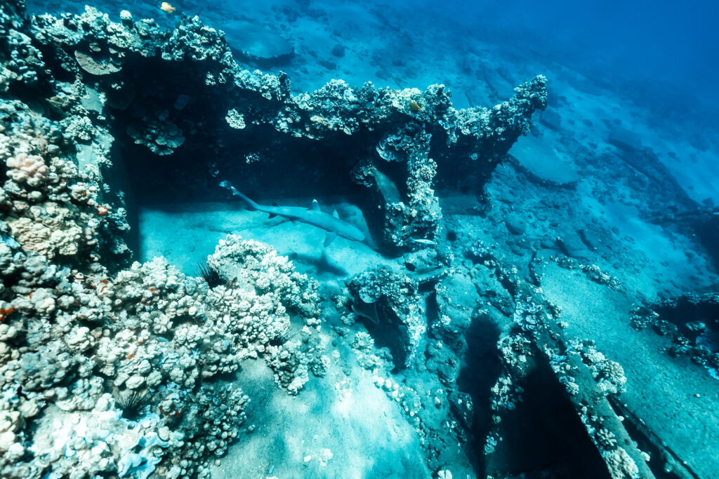 Dive into “Sharks of the Reef” with PacWhale Eco-Adventures | Pacific ...