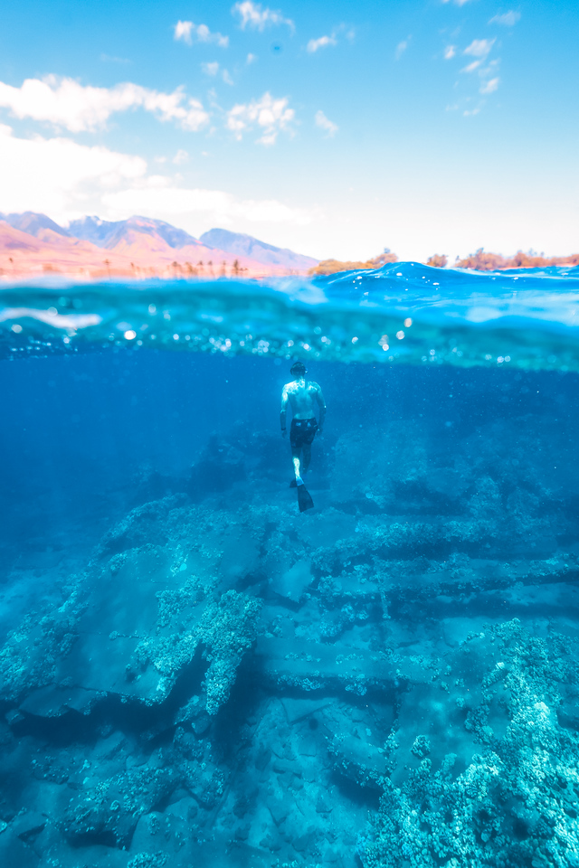 Dive into “Sharks of the Reef” with PacWhale Eco-Adventures | Pacific ...
