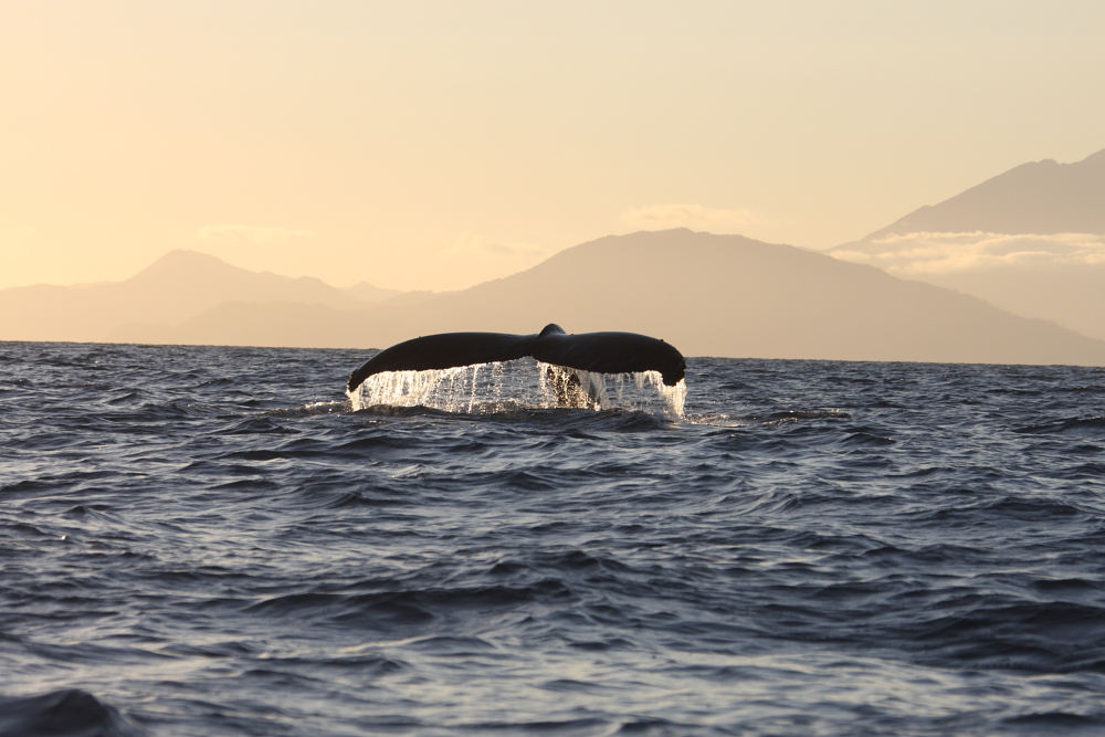 Maui Snorkel & Sunset Whale Watch Sail | Pacific Whale Cruises