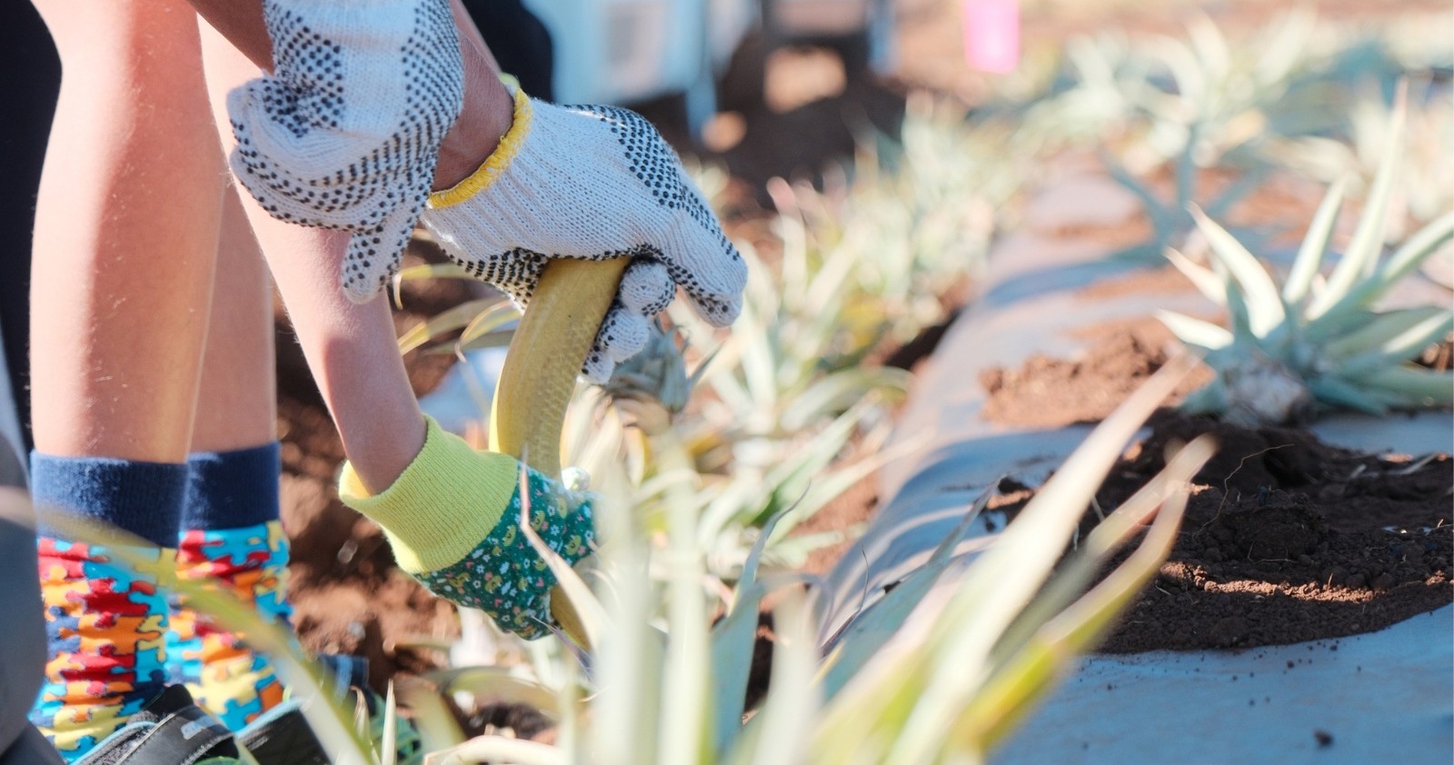 Maui Pineapple Tour: The Planting Experience | Pacific Whale Cruises