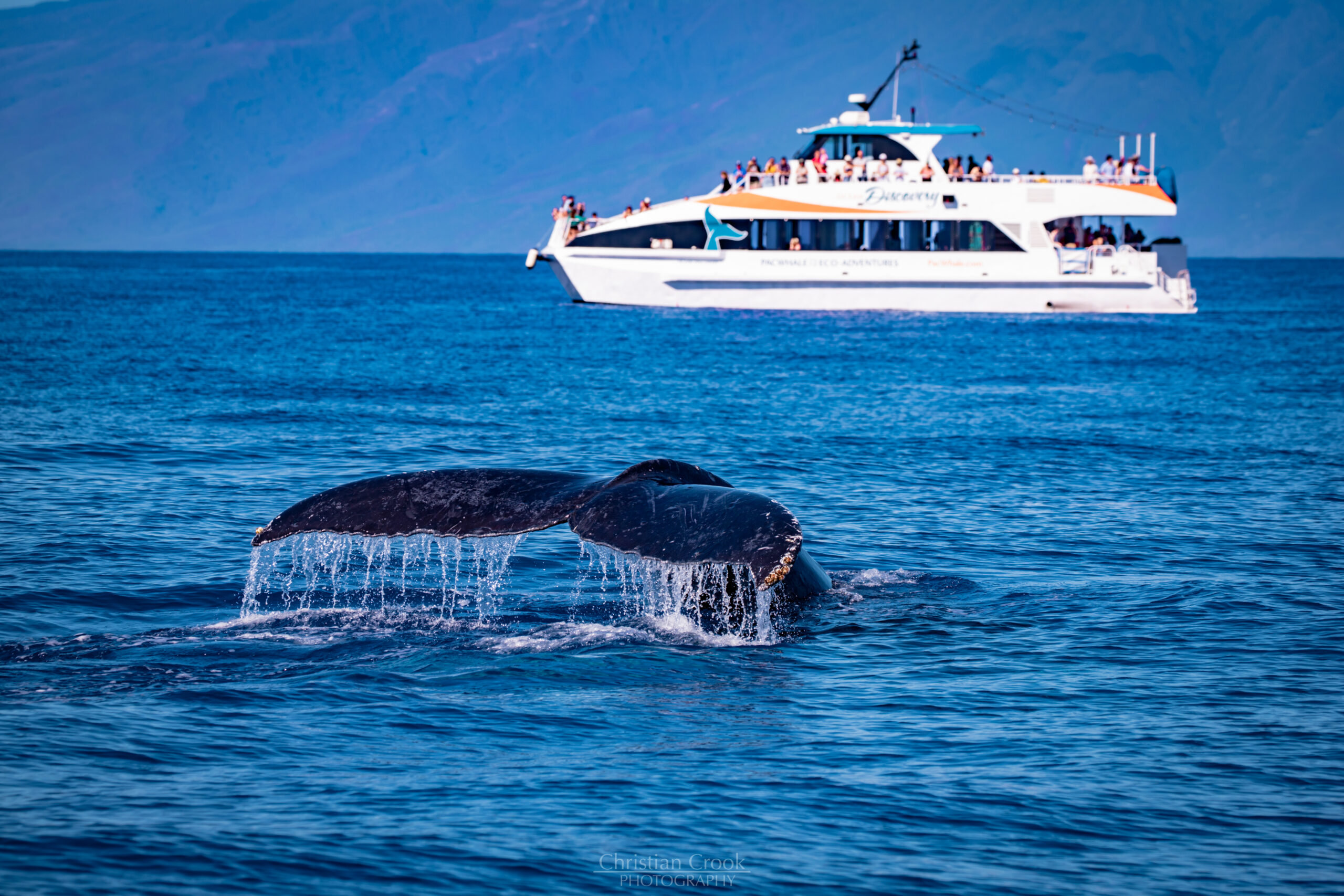The PacWhale Difference | Pacific Whale Cruises